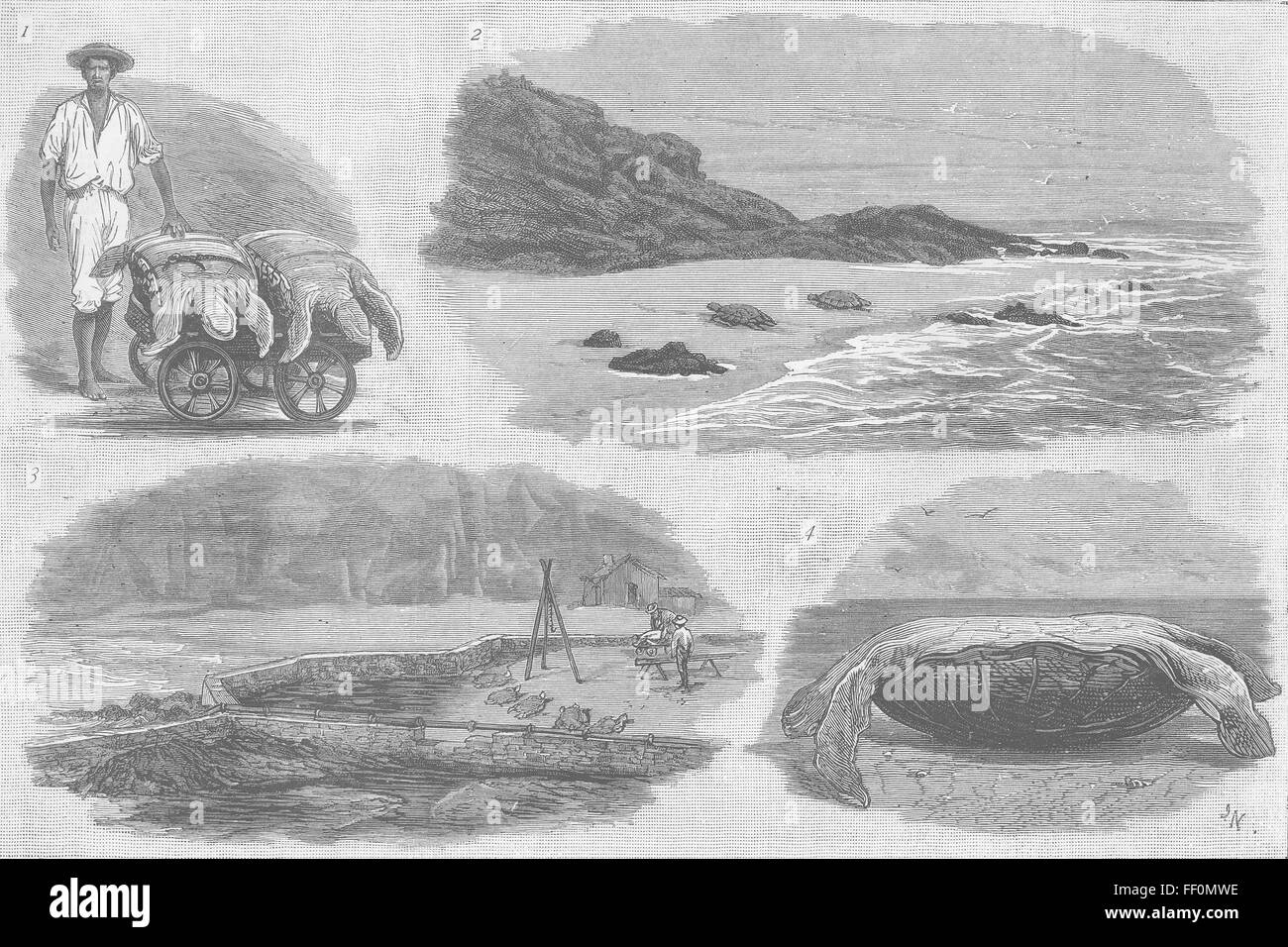 UK Turtle catching, Ascension Island 1883. The Graphic Stock Photo - Alamy