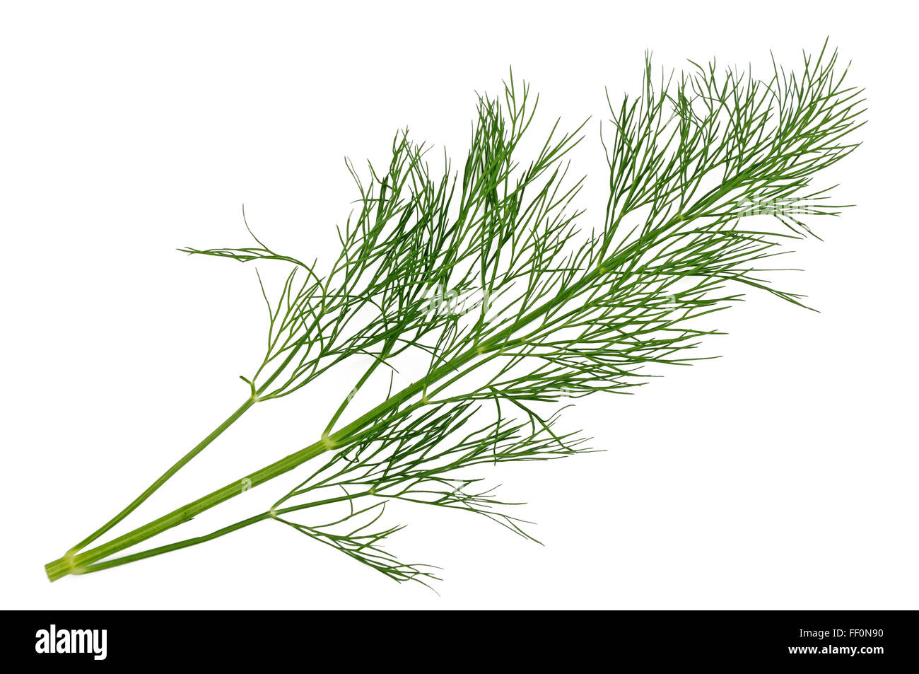 Sprig of dill isolated on a white background Stock Photo - Alamy