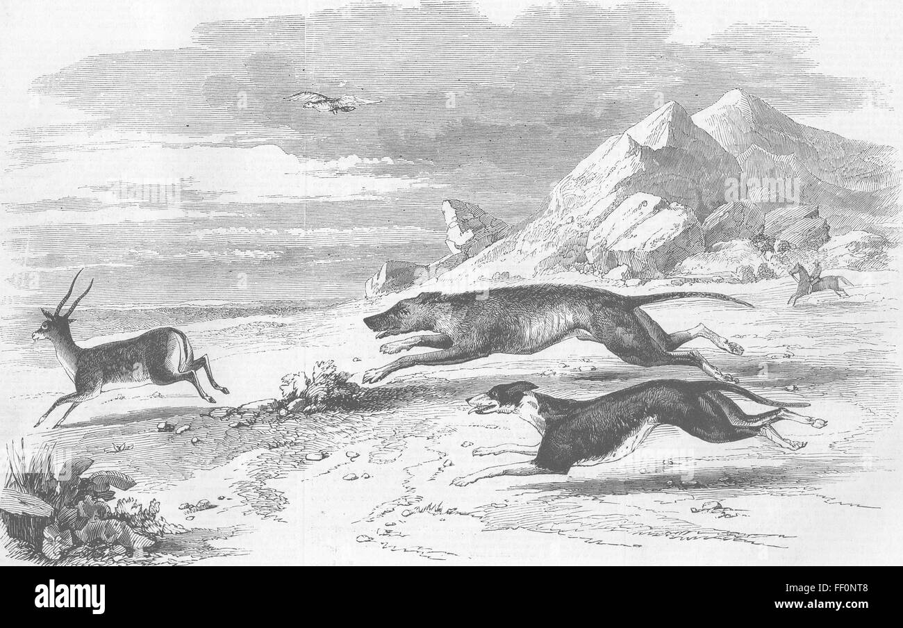 INDIA Antelope hunting chase 1858. Illustrated London News Stock Photo ...