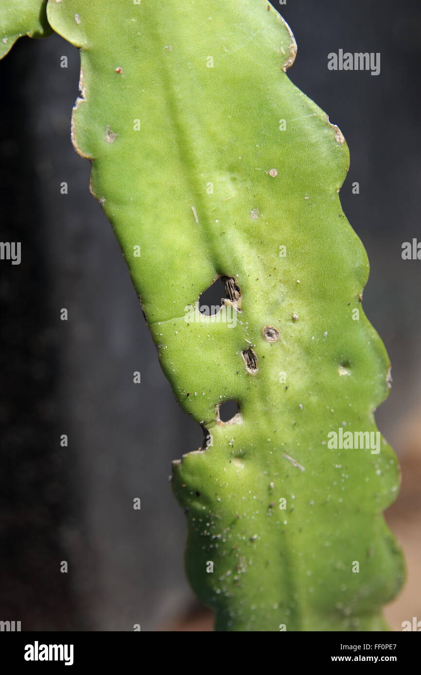 Damaged cactus leaf hi-res stock photography and images - Alamy