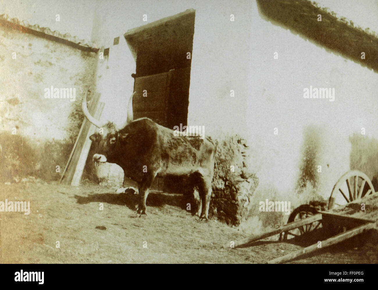 Ox outside the stall, Rome, Italy Stock Photo - Alamy