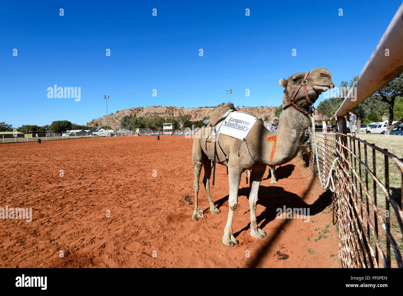 Australian camel cup hi-res stock photography and images - Alamy
