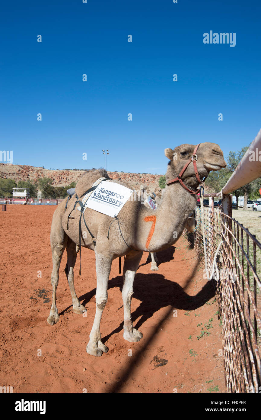 Camel Cup 2015, Alice Springs, Northern Territory, Australia Stock ...