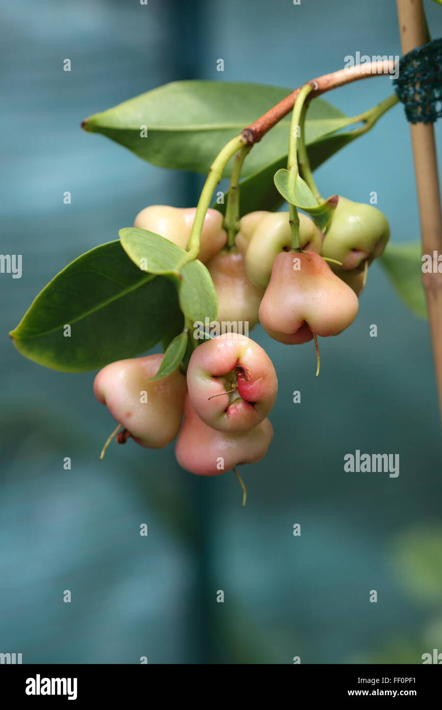 Syzygium jambo hi-res stock photography and images - Alamy