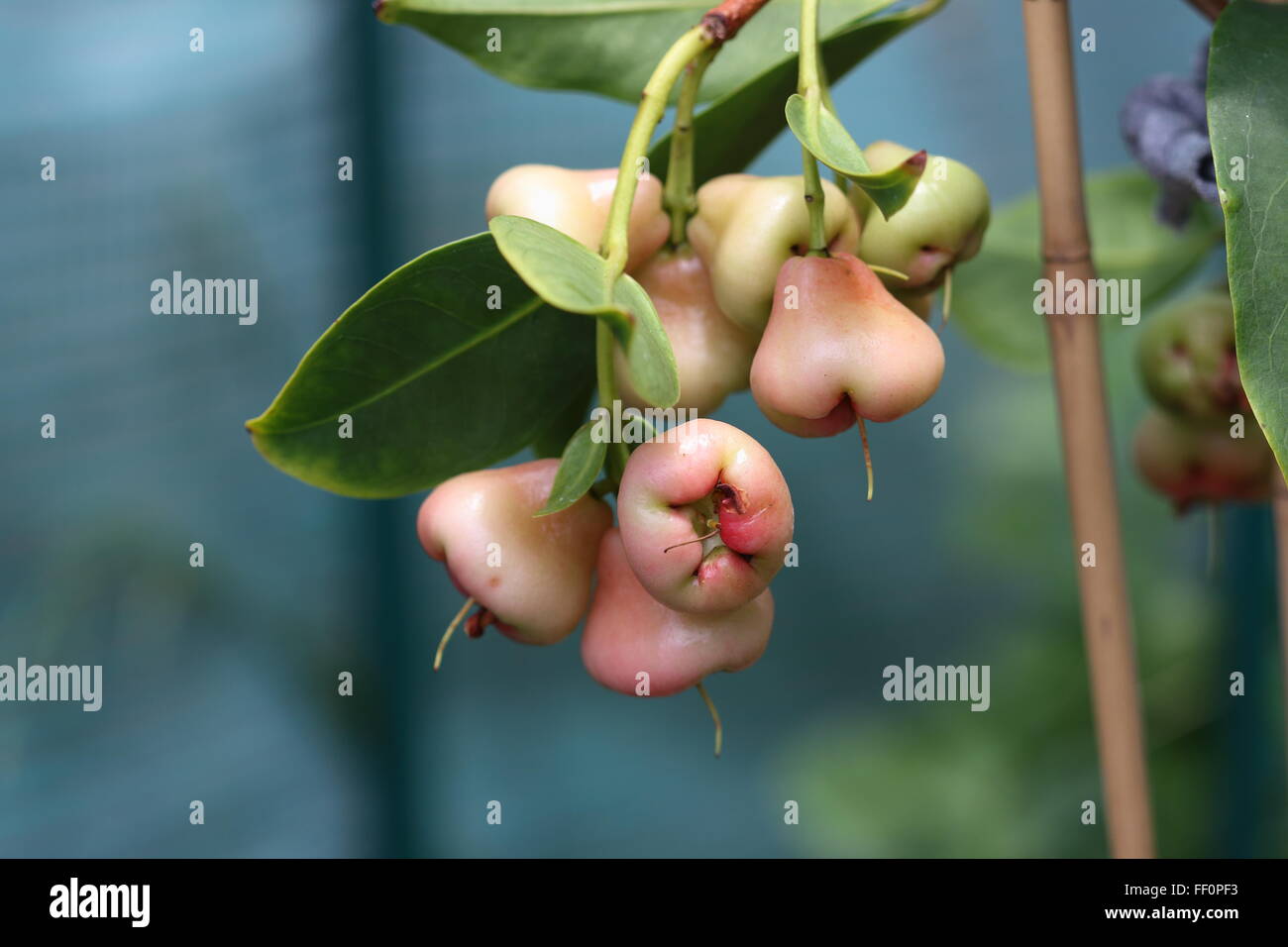 Wax apple tree hi-res stock photography and images - Alamy