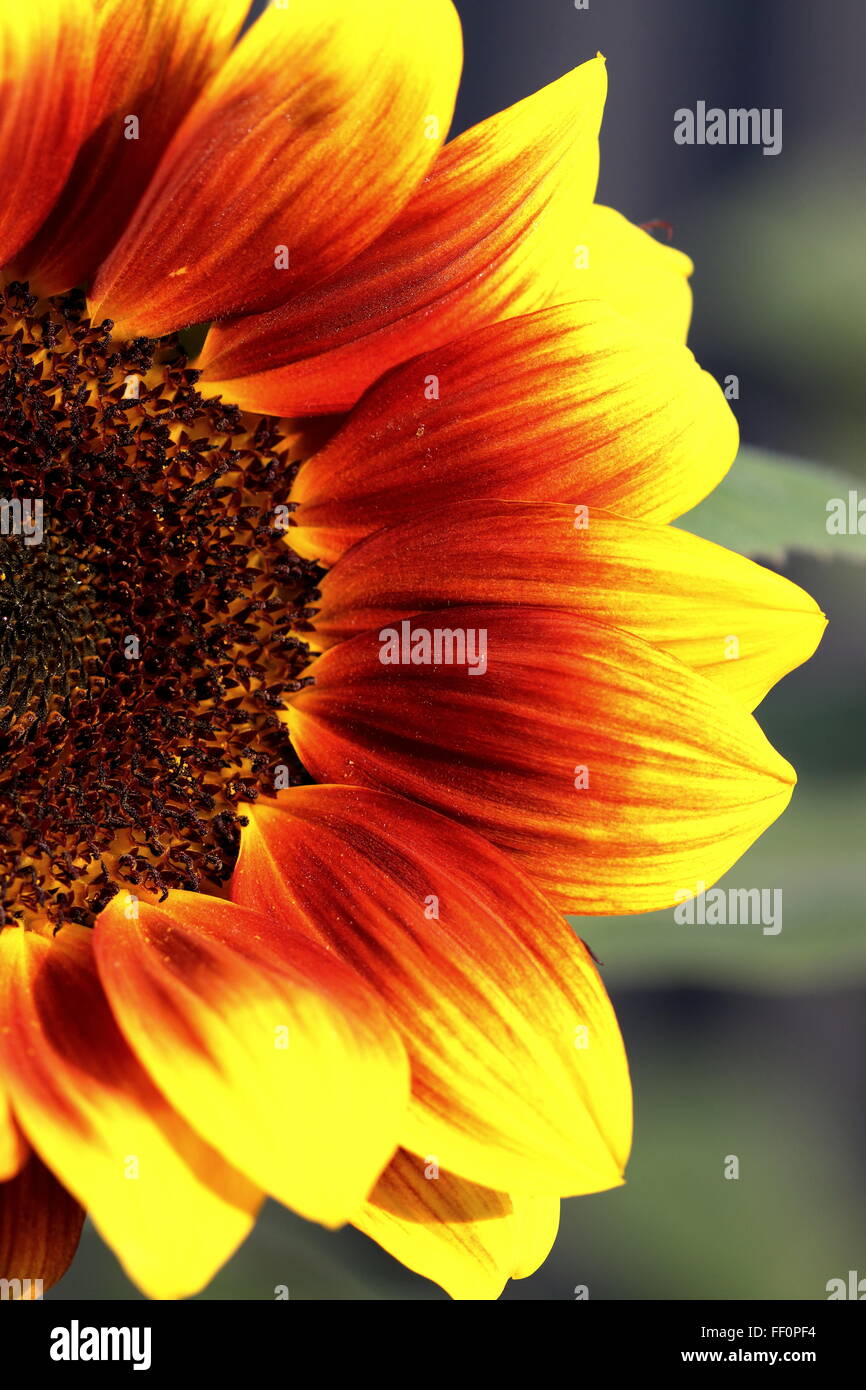 Helianthus annuus or known as Golden Prominence F1 sunflower Stock ...