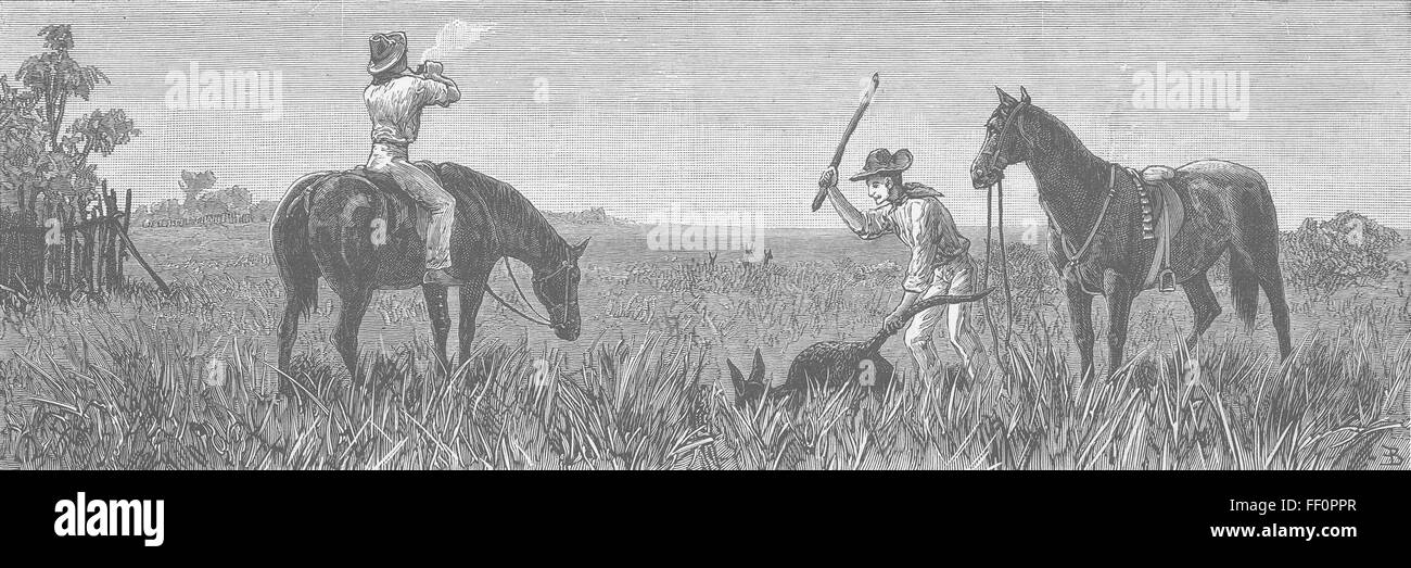 AUSTRALIA Wallaby Hunting, Queensland 1882. The Graphic Stock Photo - Alamy