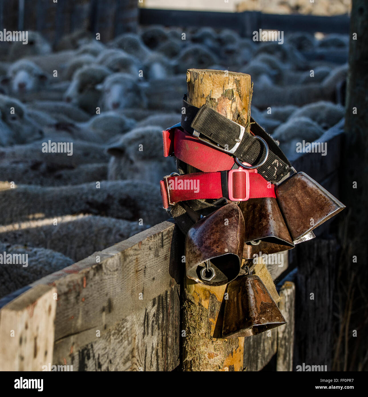 Sheep being sheared for wool Stock Photo - Alamy