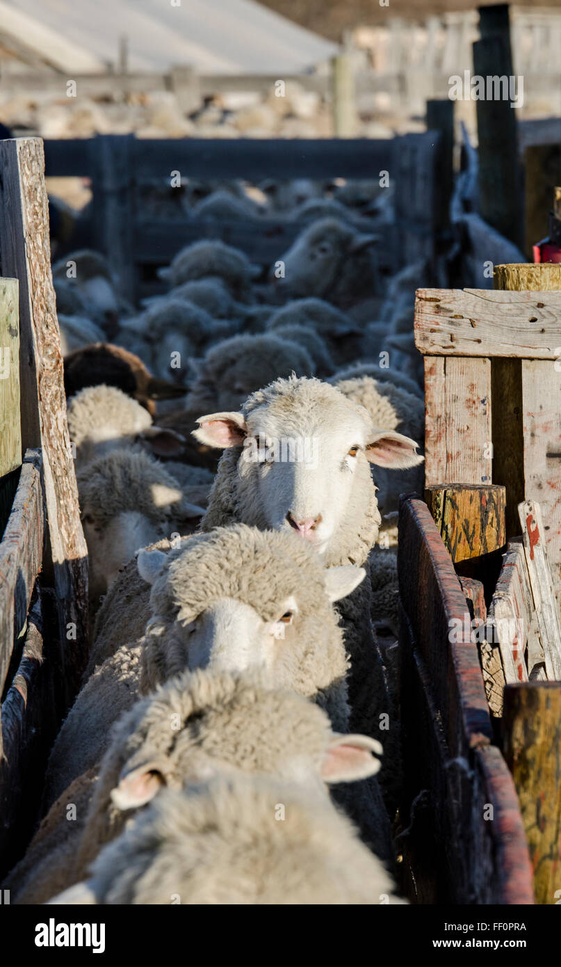 Sheep being sheared for wool Stock Photo - Alamy