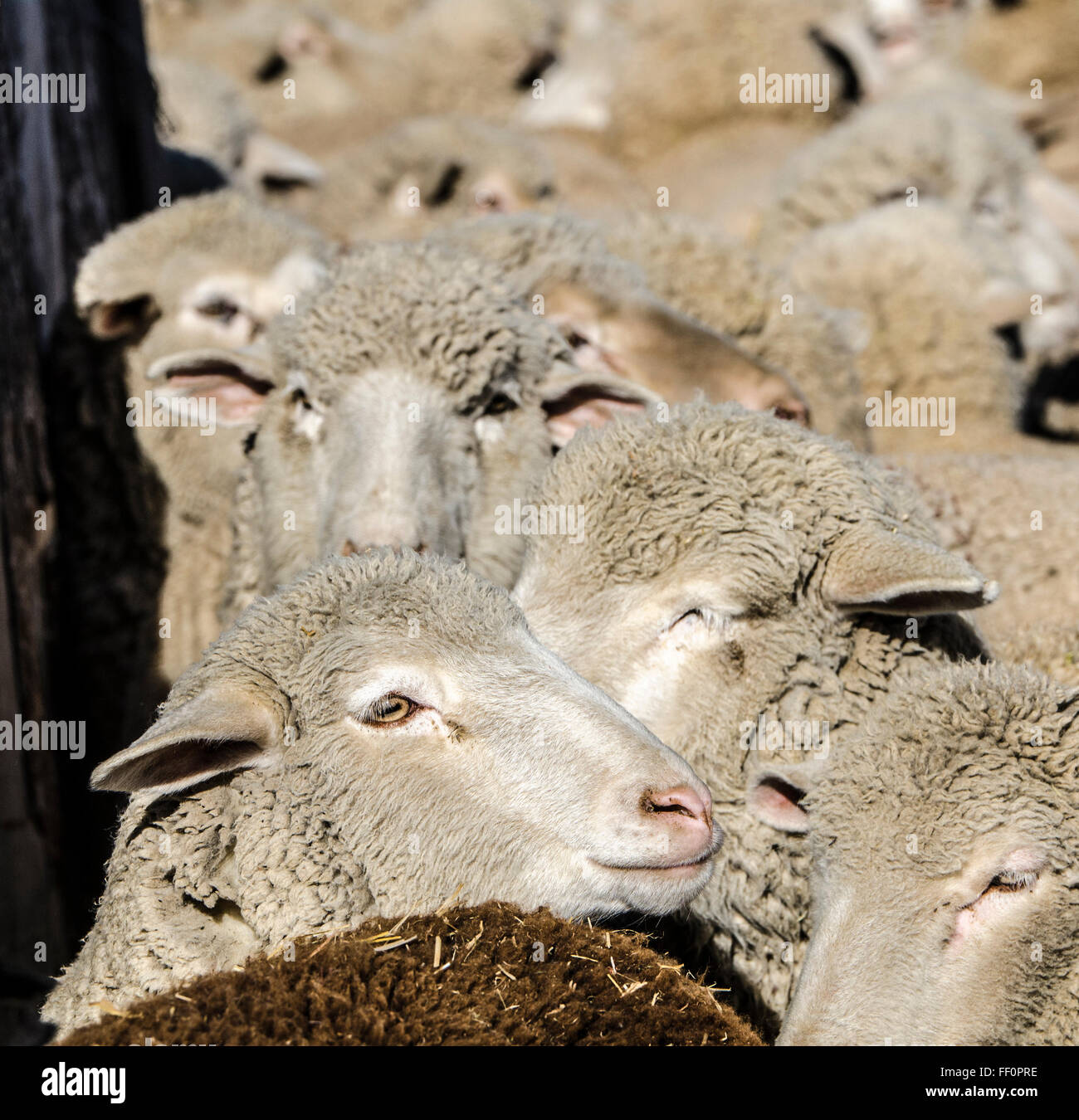 Sheep being sheared for wool Stock Photo - Alamy