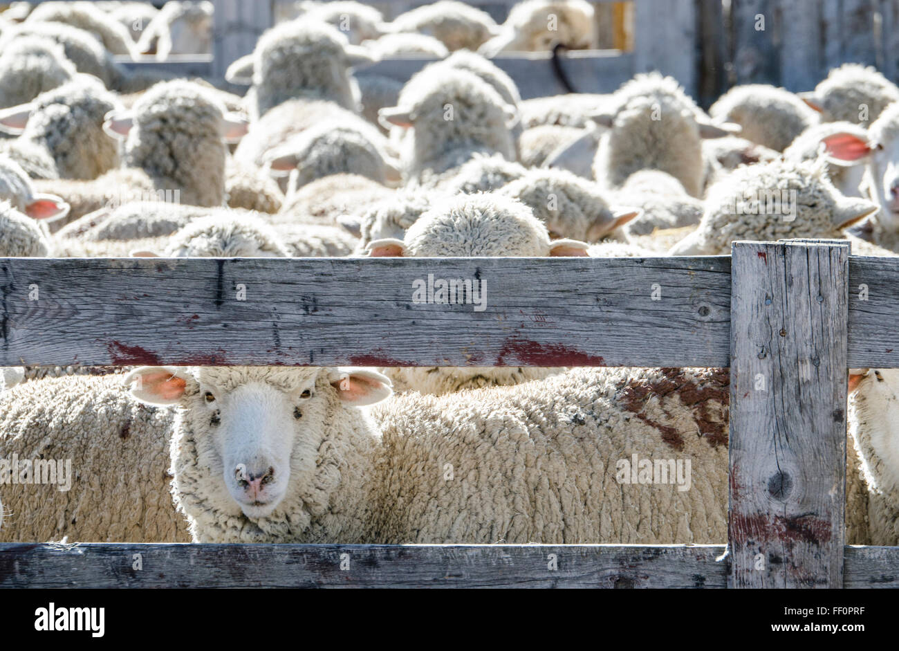 Sheep being sheared for wool Stock Photo - Alamy