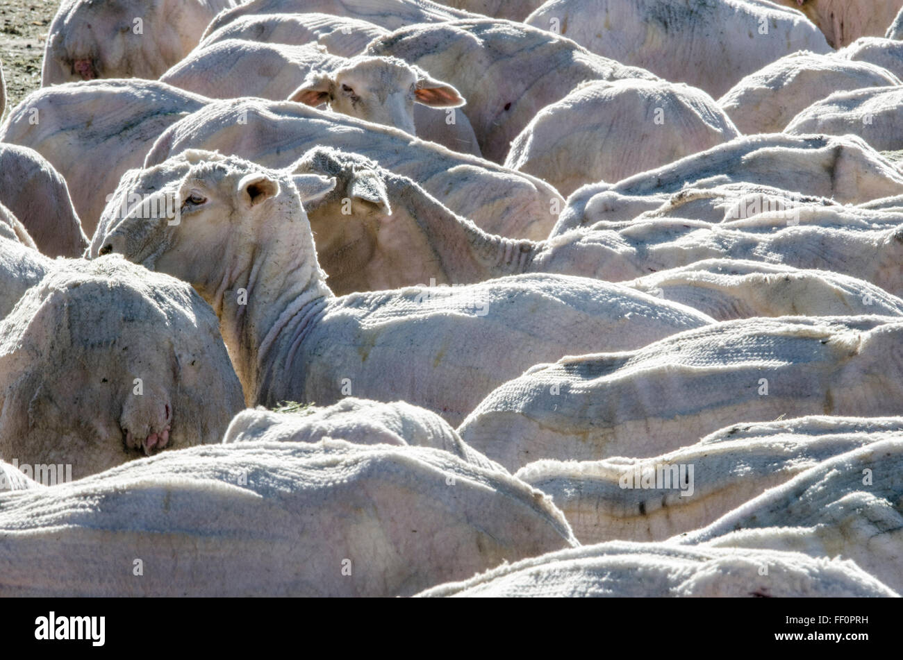 Sheep being sheared for wool Stock Photo - Alamy