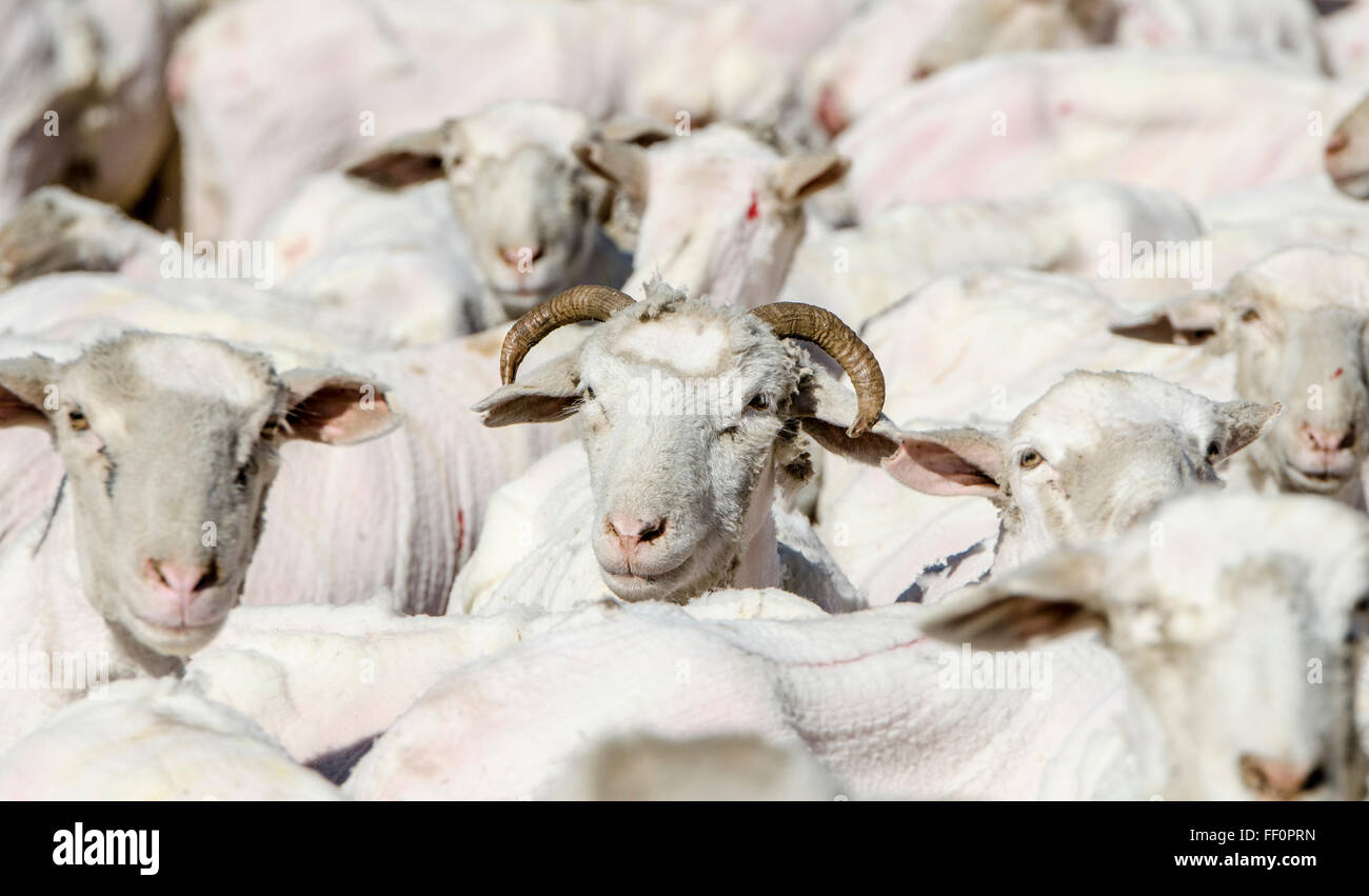 Sheep being sheared for wool Stock Photo - Alamy