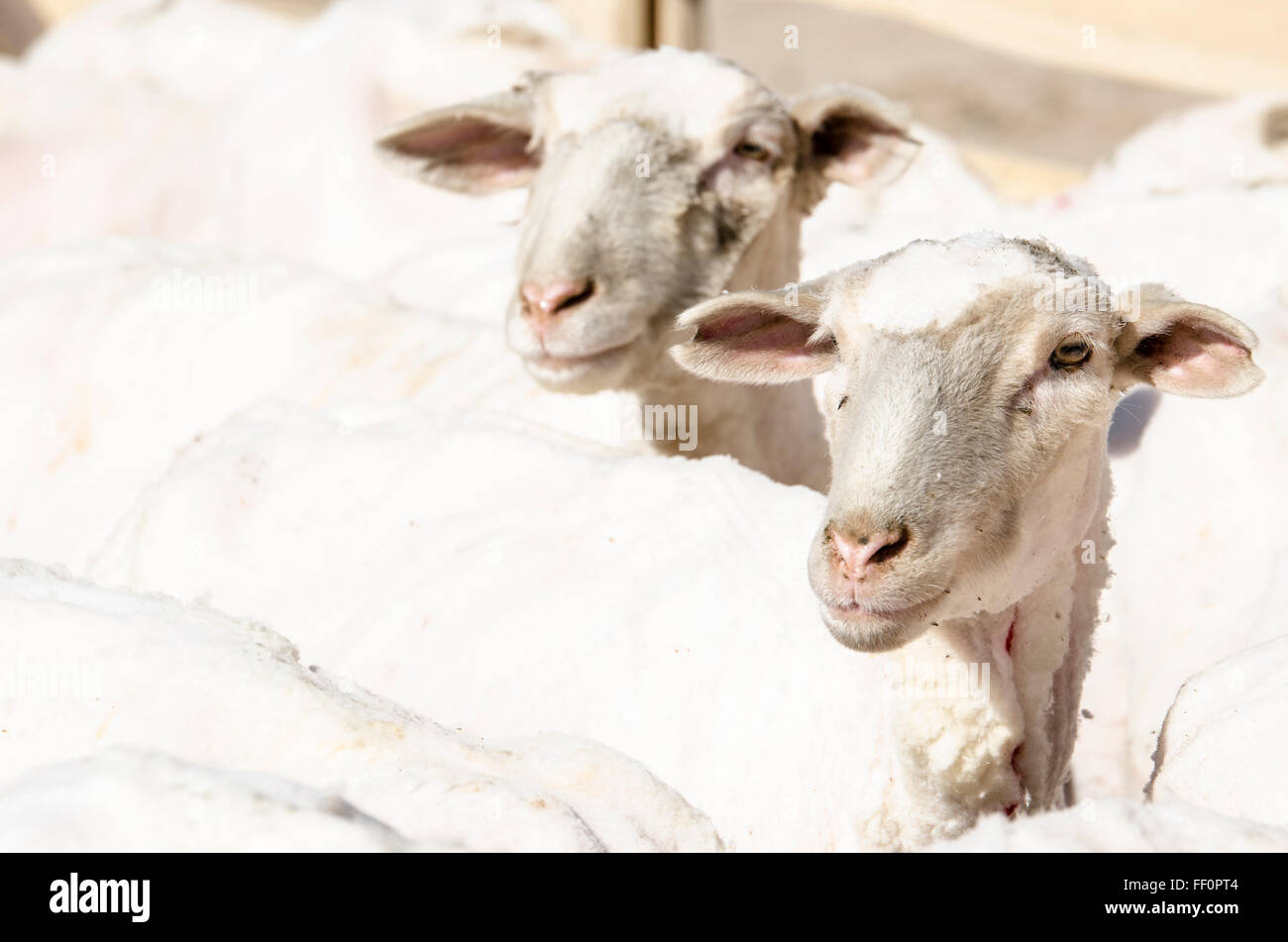 Shearing sheep, usa hi-res stock photography and images - Alamy