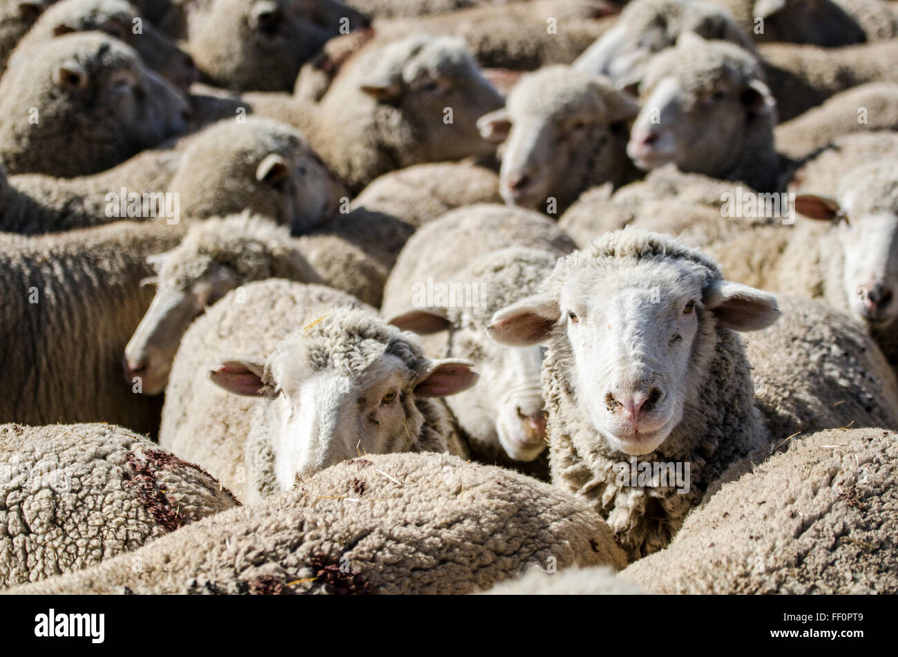 Sheep being sheared for wool Stock Photo - Alamy