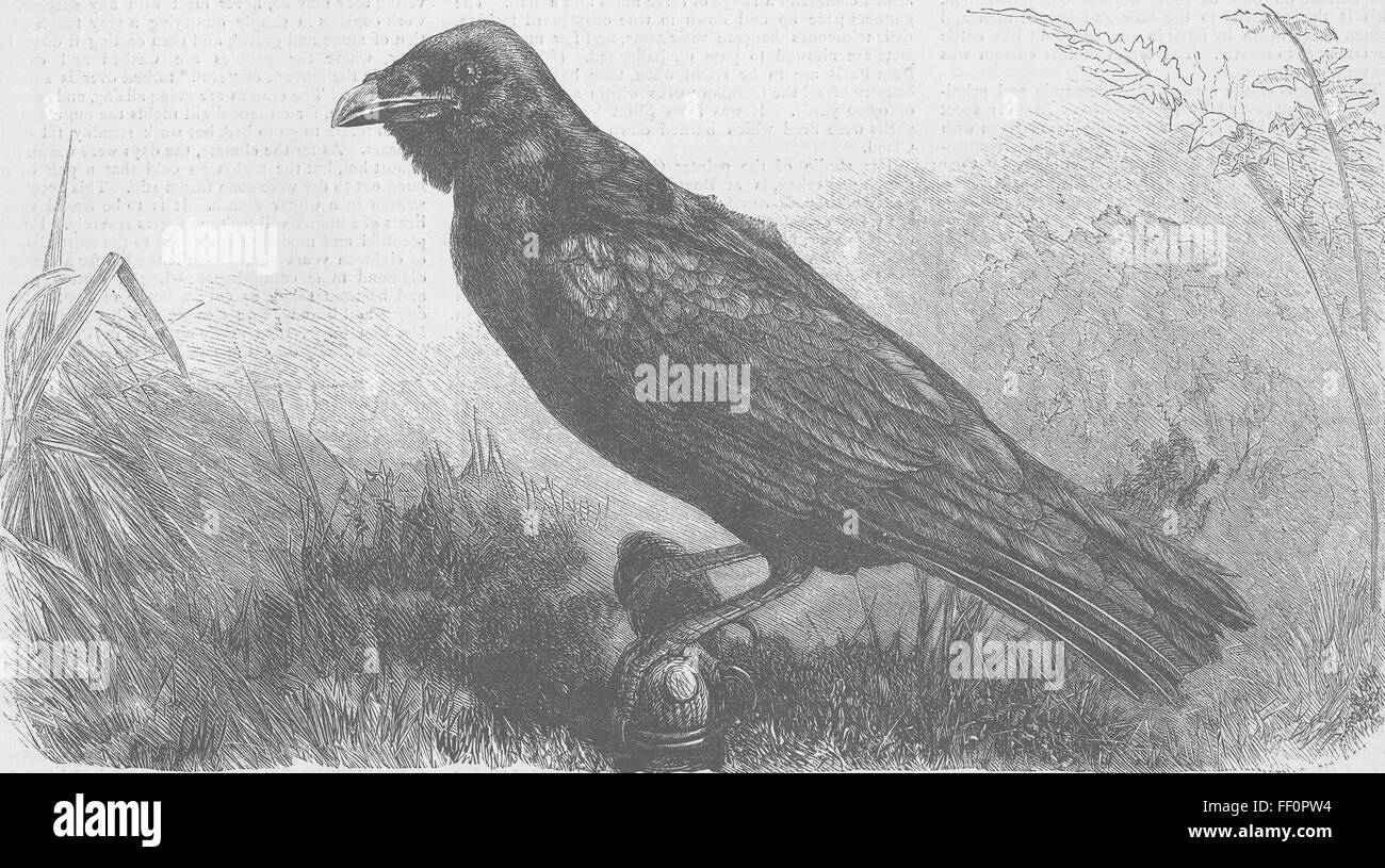 Grip raven hi-res stock photography and images - Alamy