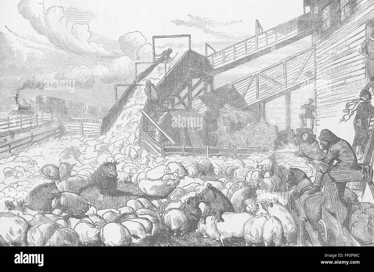 OHIO Pig driving in Cincinnati 1870. The Graphic Stock Photo - Alamy