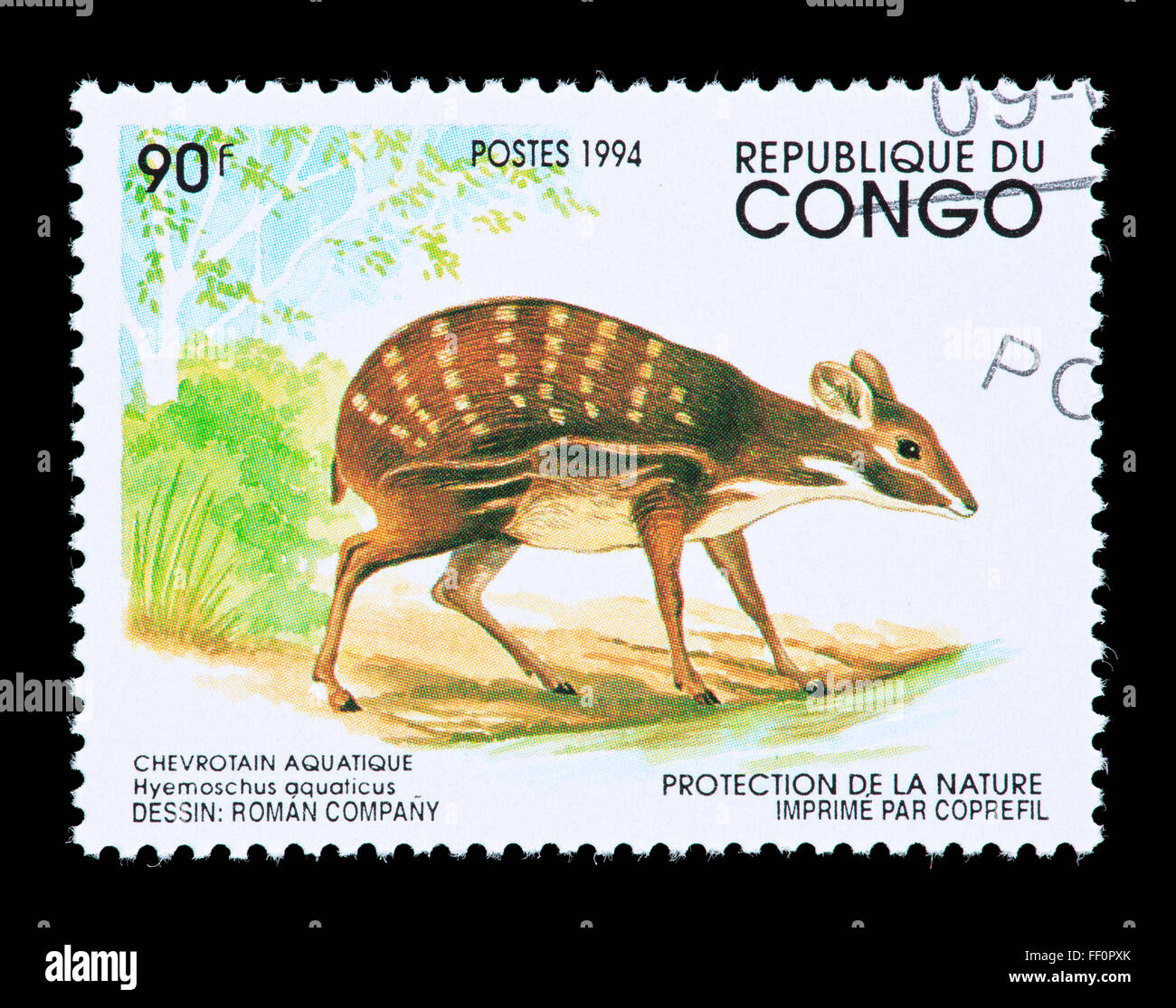 Postage stamp from the Congo depicting a water chevrotain (Hyemoschus ...