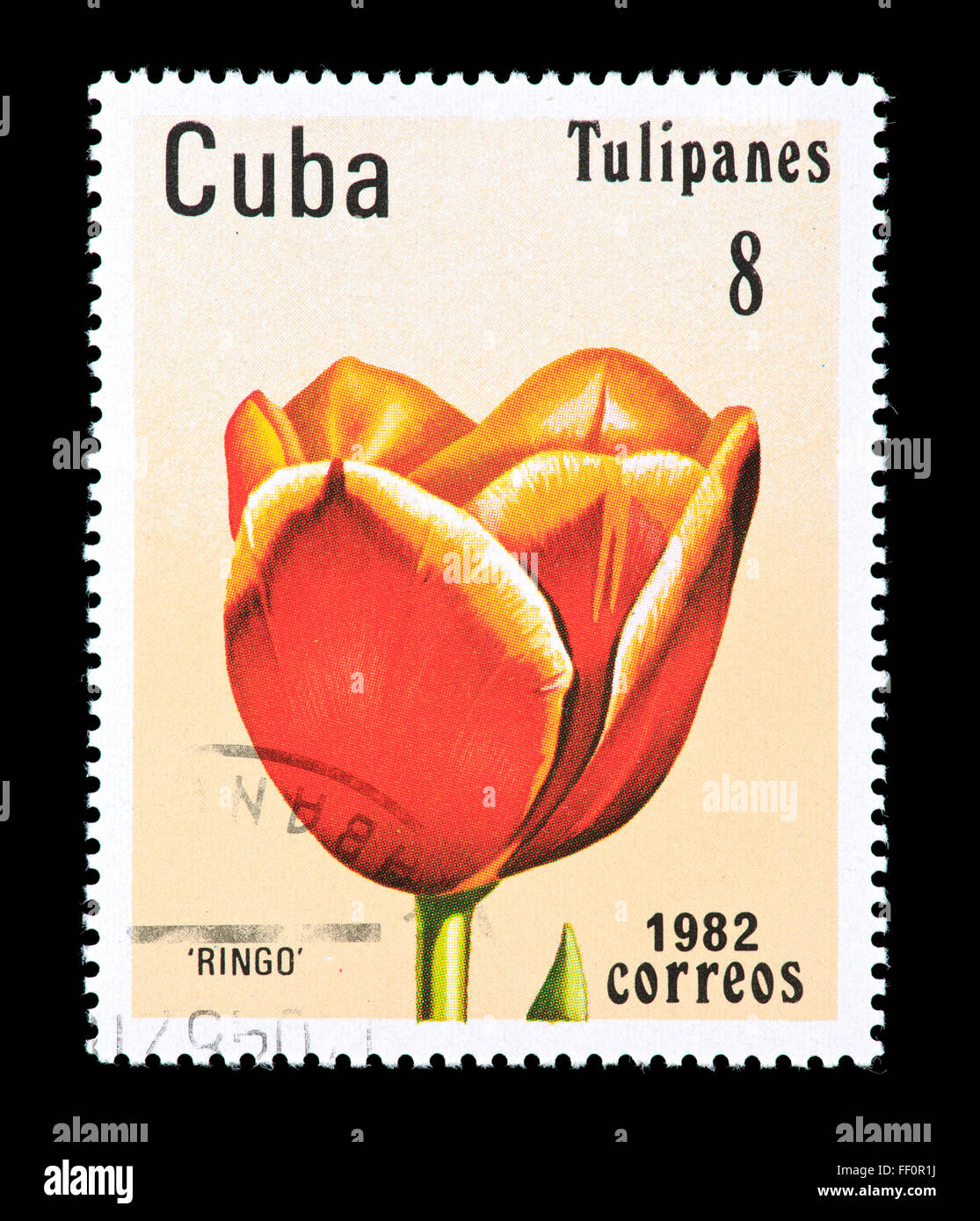 Postage stamp from Cuba depicting a tulip, variety "Ringo Stock Photo ...
