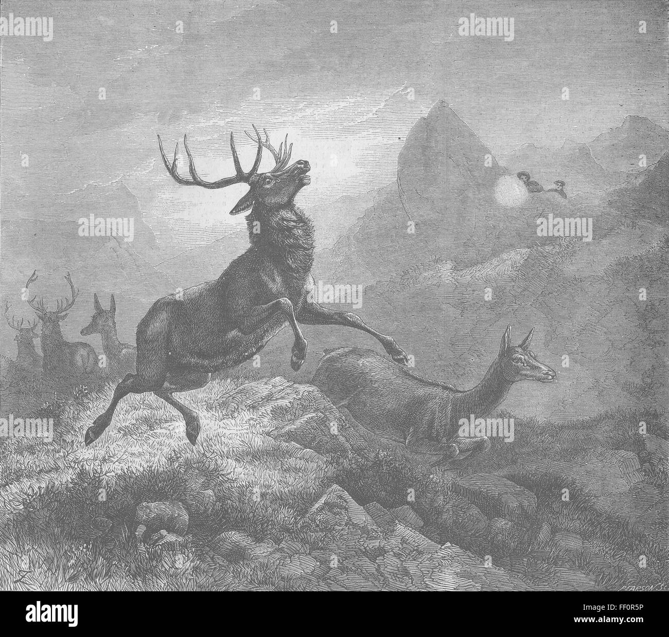 Deer hunting deer hunting Black and White Stock Photos & Images - Alamy