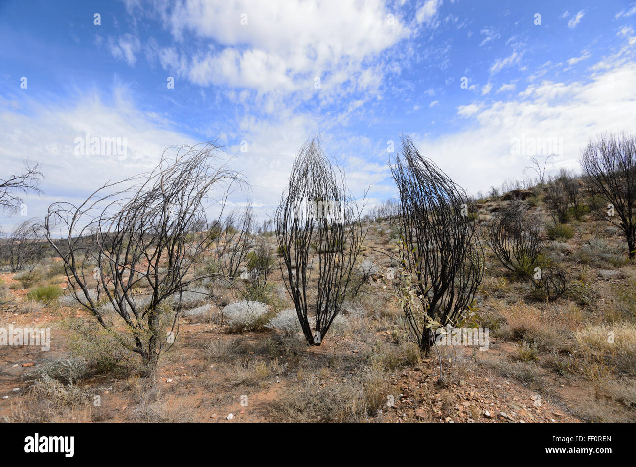 Bushfire blackened landscape hi-res stock photography and images - Alamy