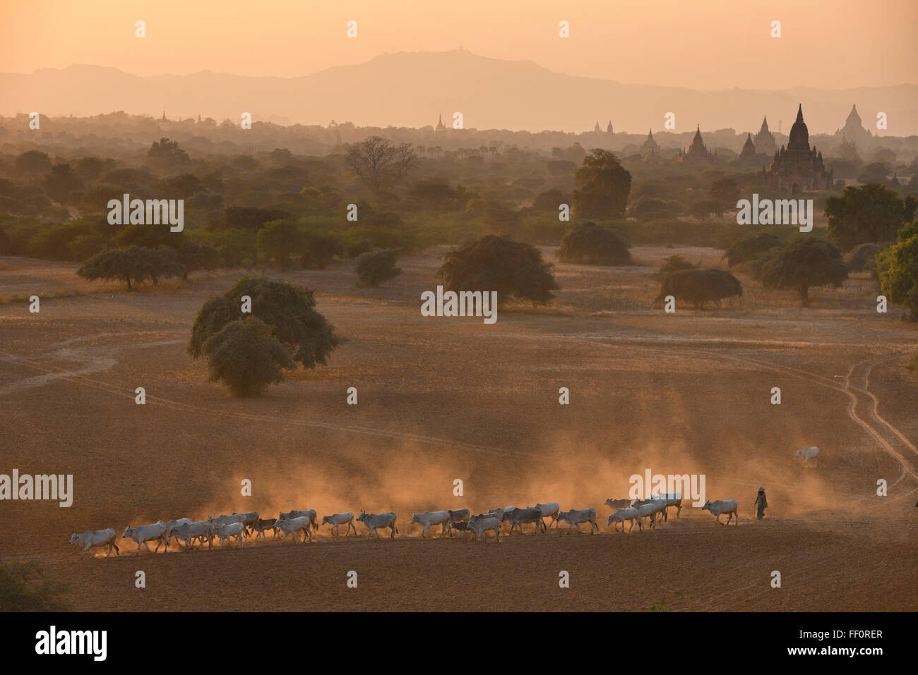 Myanmar cattle hi-res stock photography and images - Alamy