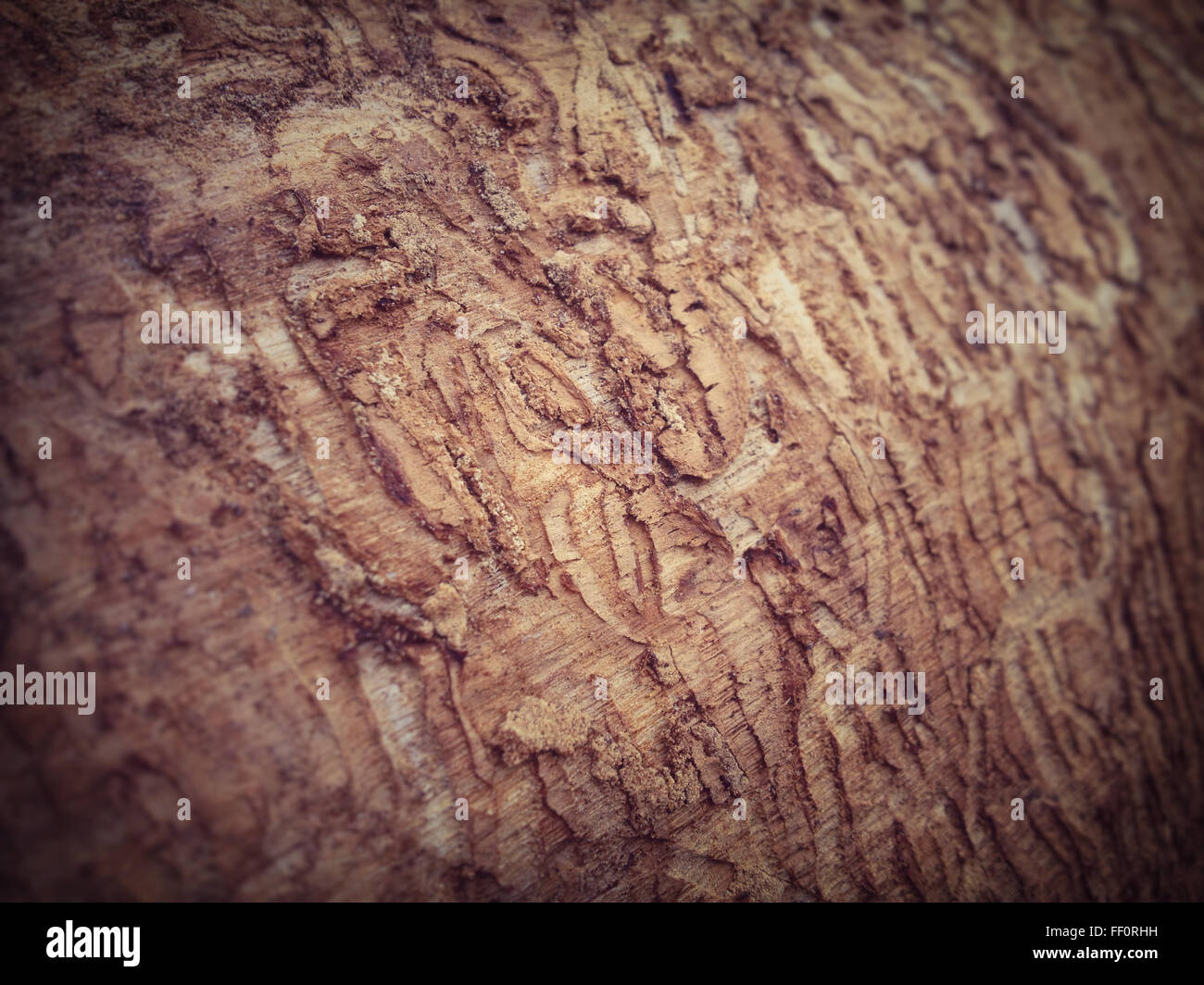 Tree texture hi-res stock photography and images - Alamy