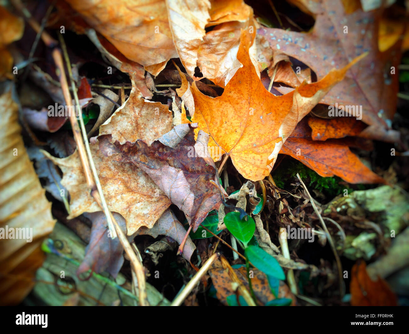 Fallen leaves on ground Stock Photo - Alamy