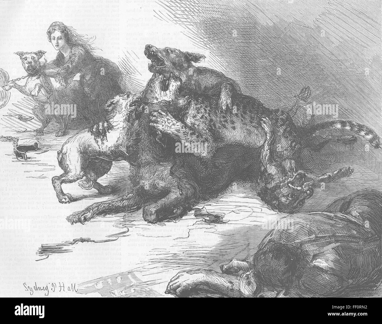 Dogfight Stock Photos & Dogfight Stock Images - Alamy