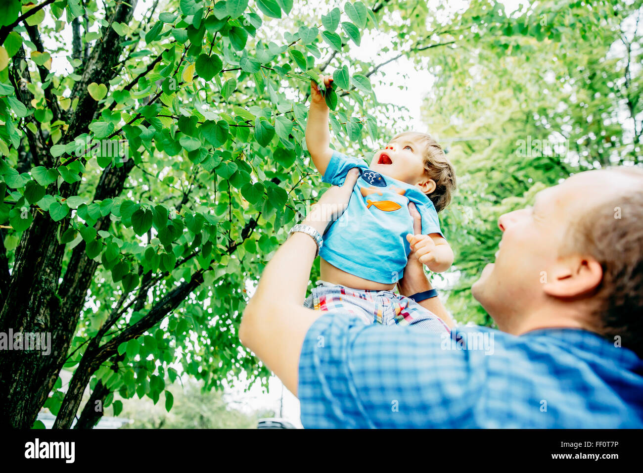 Father lifting baby son to tree Stock Photo - Alamy