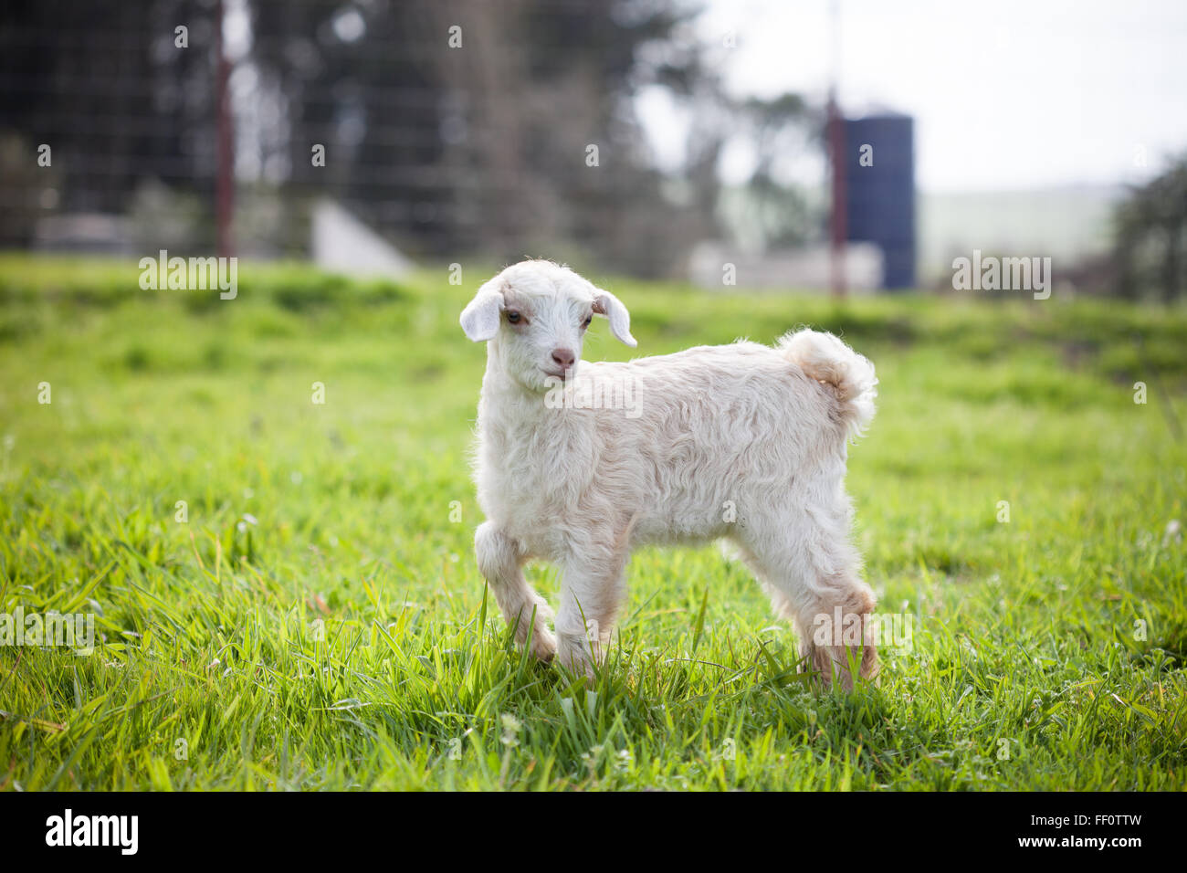Cute Baby Goats Jumping