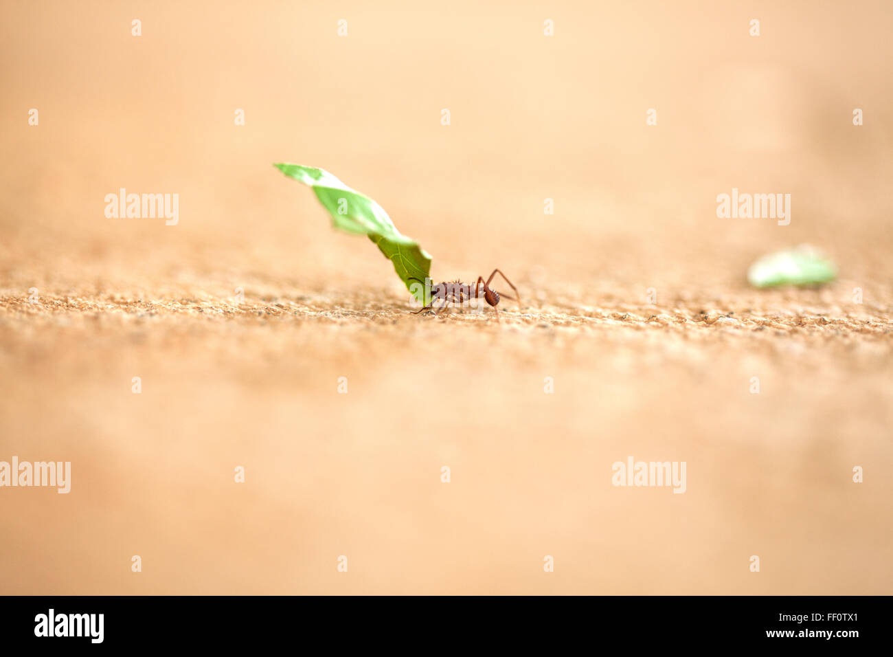 Leaf cutter ant hi-res stock photography and images - Alamy
