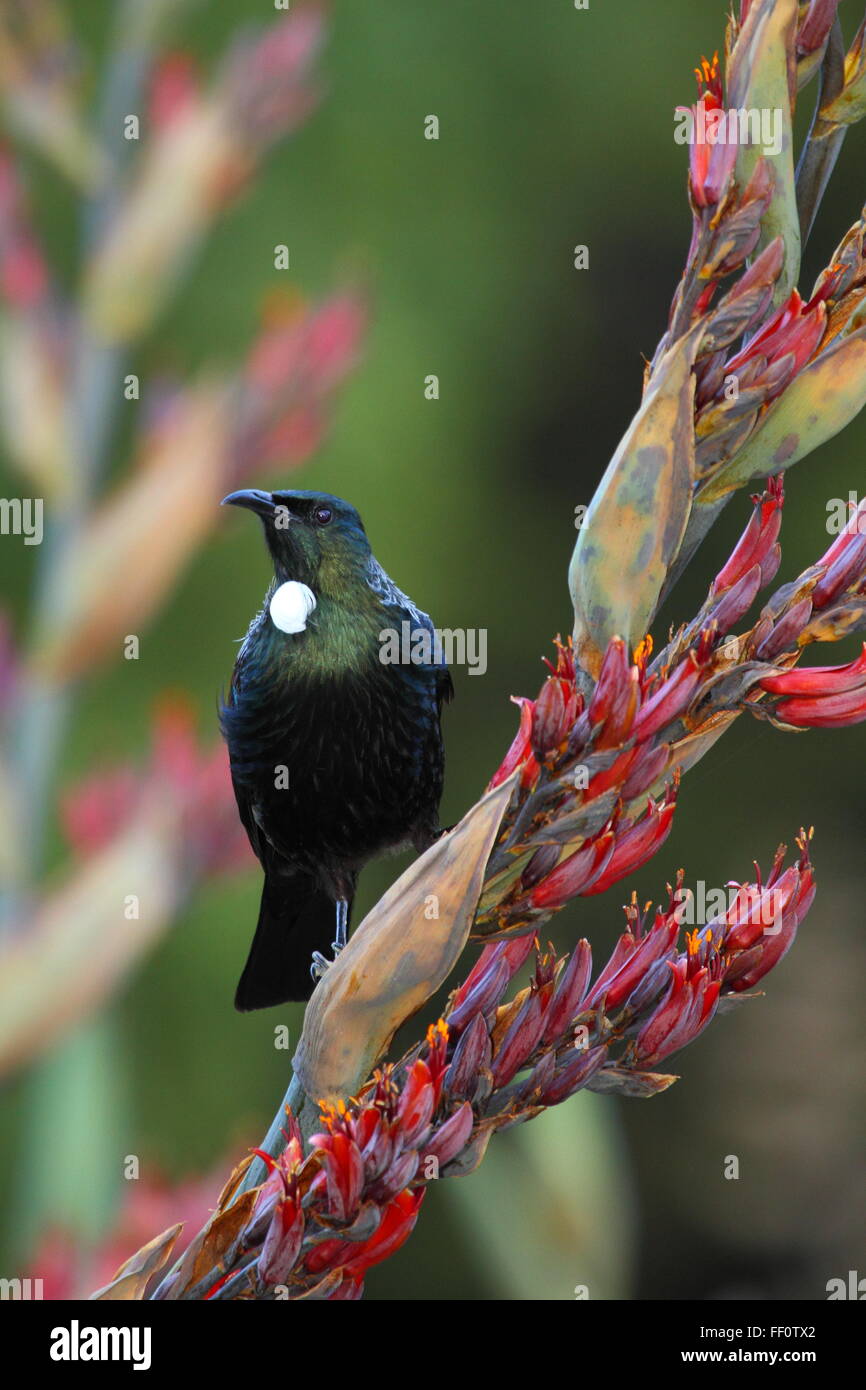 A Tui (Prosthemadera novaeseelandiae) on a flowering New Zealand flax ...