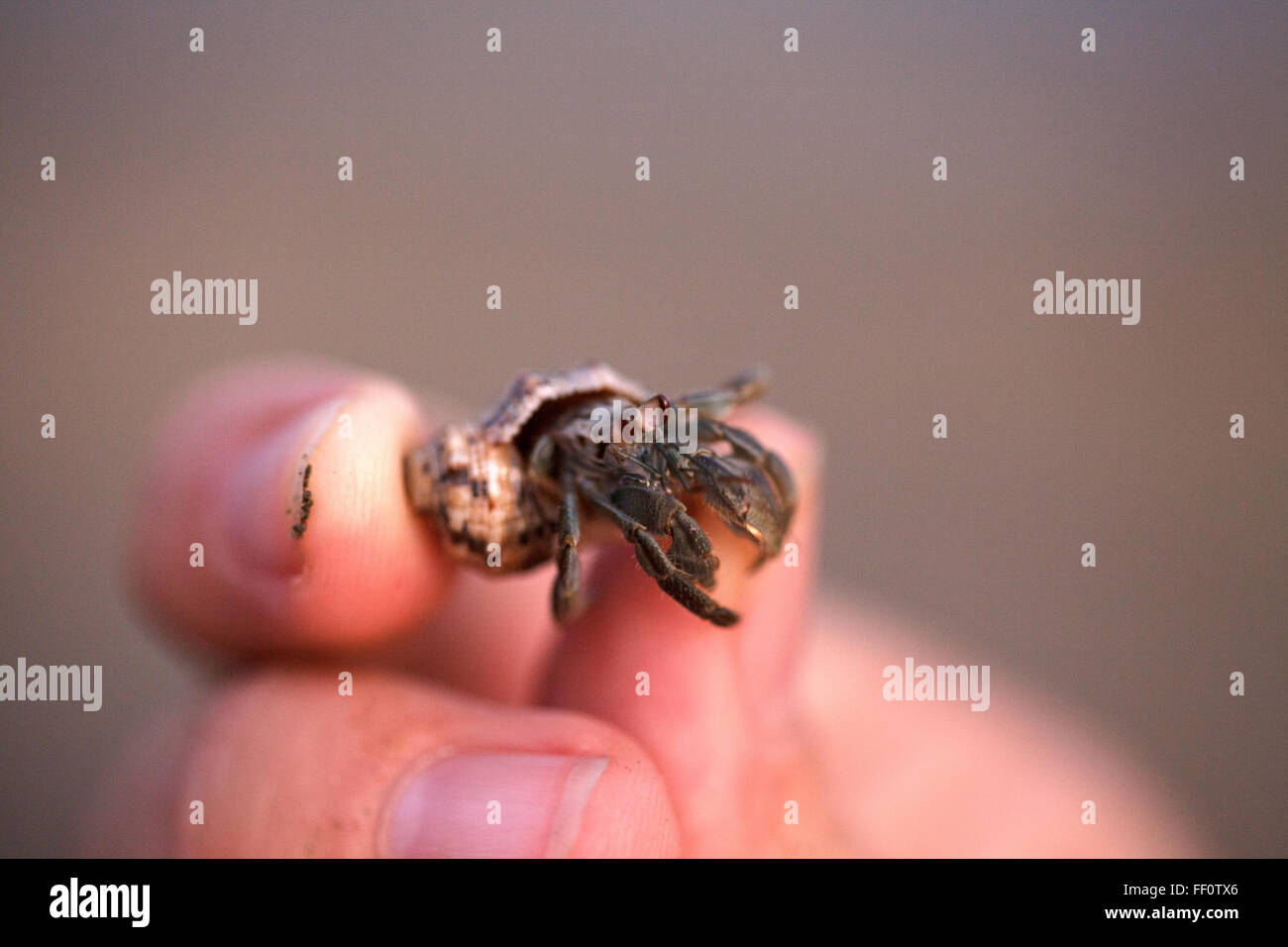 Hermit crab hi-res stock photography and images - Alamy