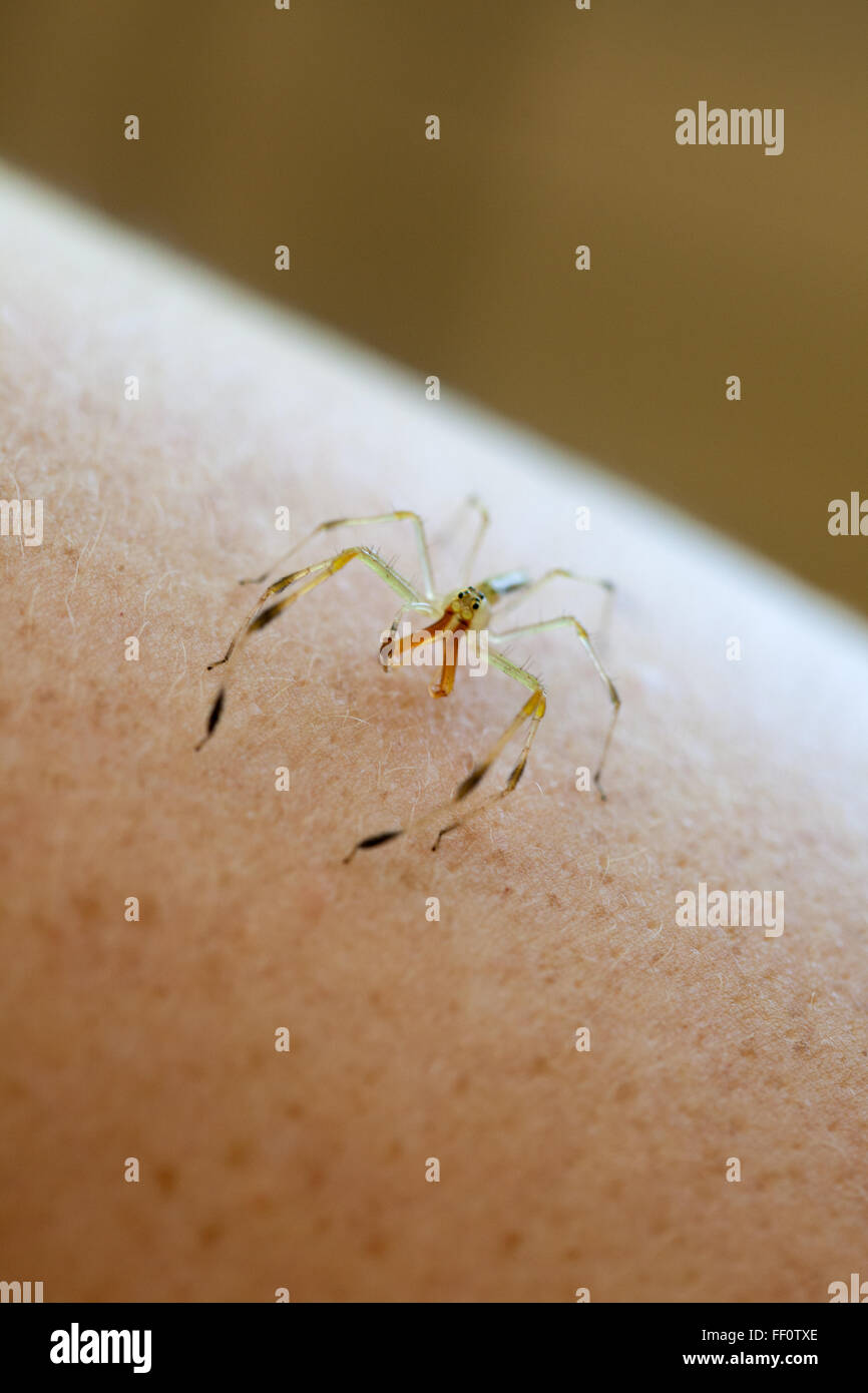 A macro view of a small delicate spider sitting on a human's shoulder ...