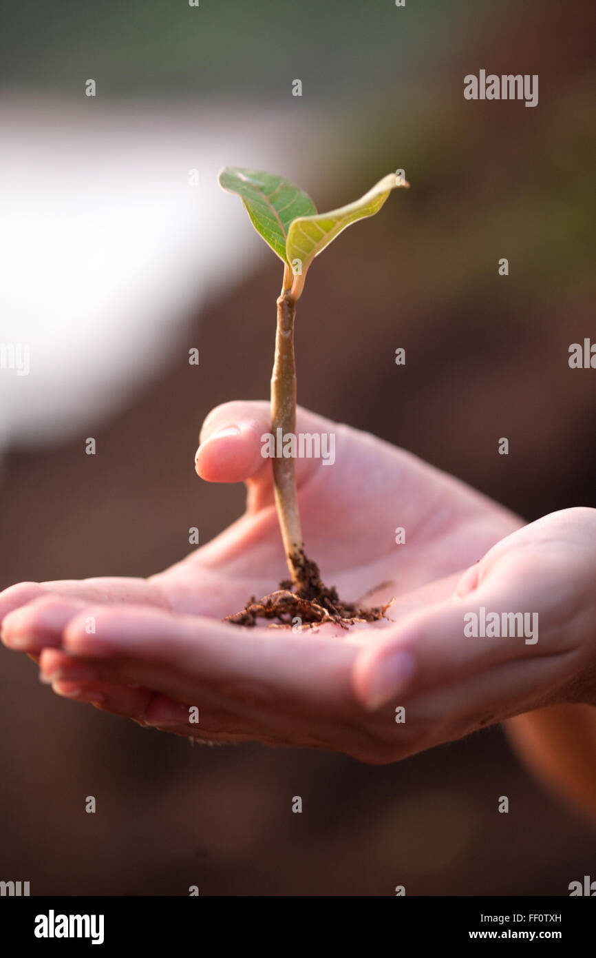 Hands holding tree sprout two hi-res stock photography and images - Alamy