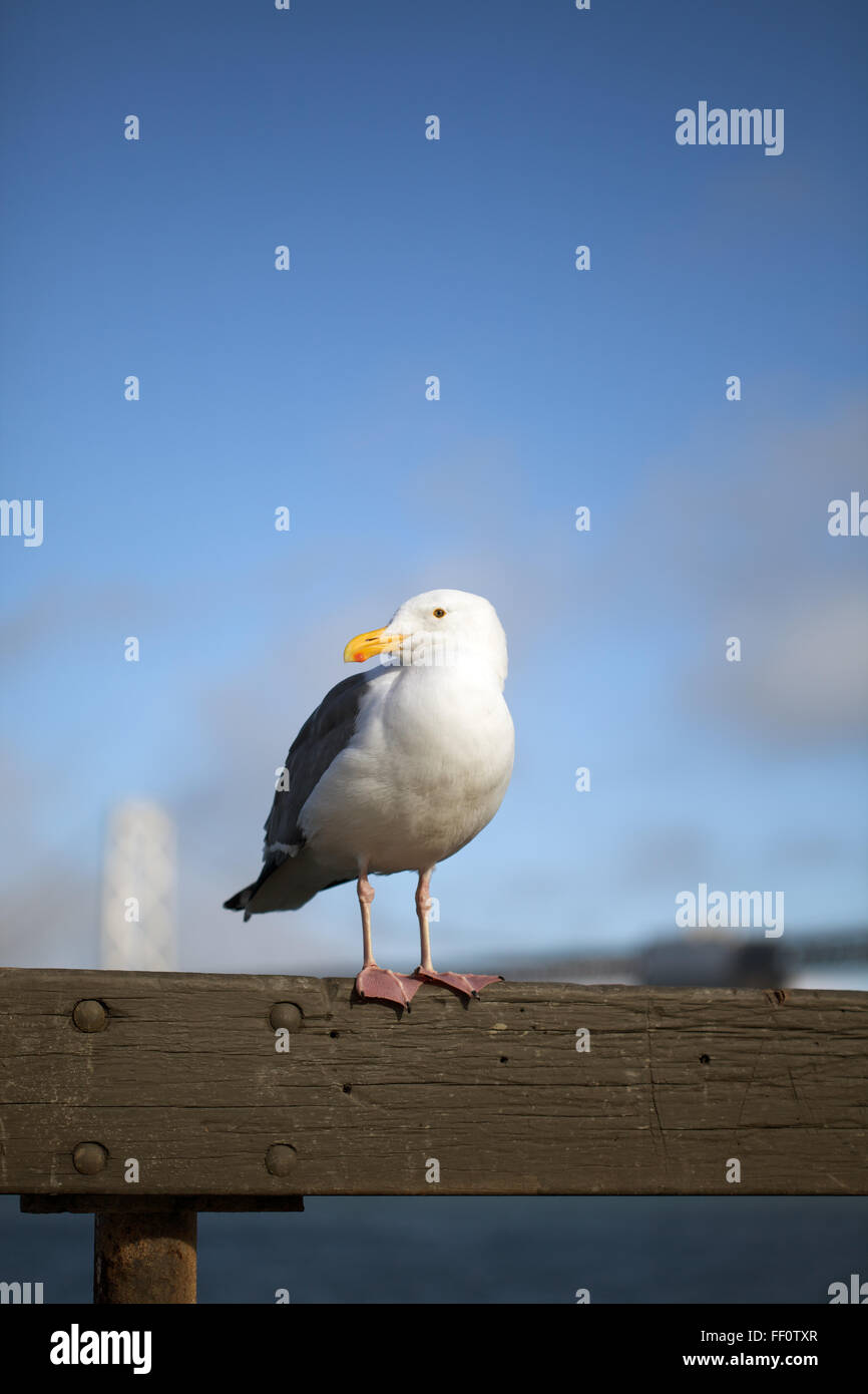 A lone seagull standing on a railing in the daytime Stock Photo - Alamy