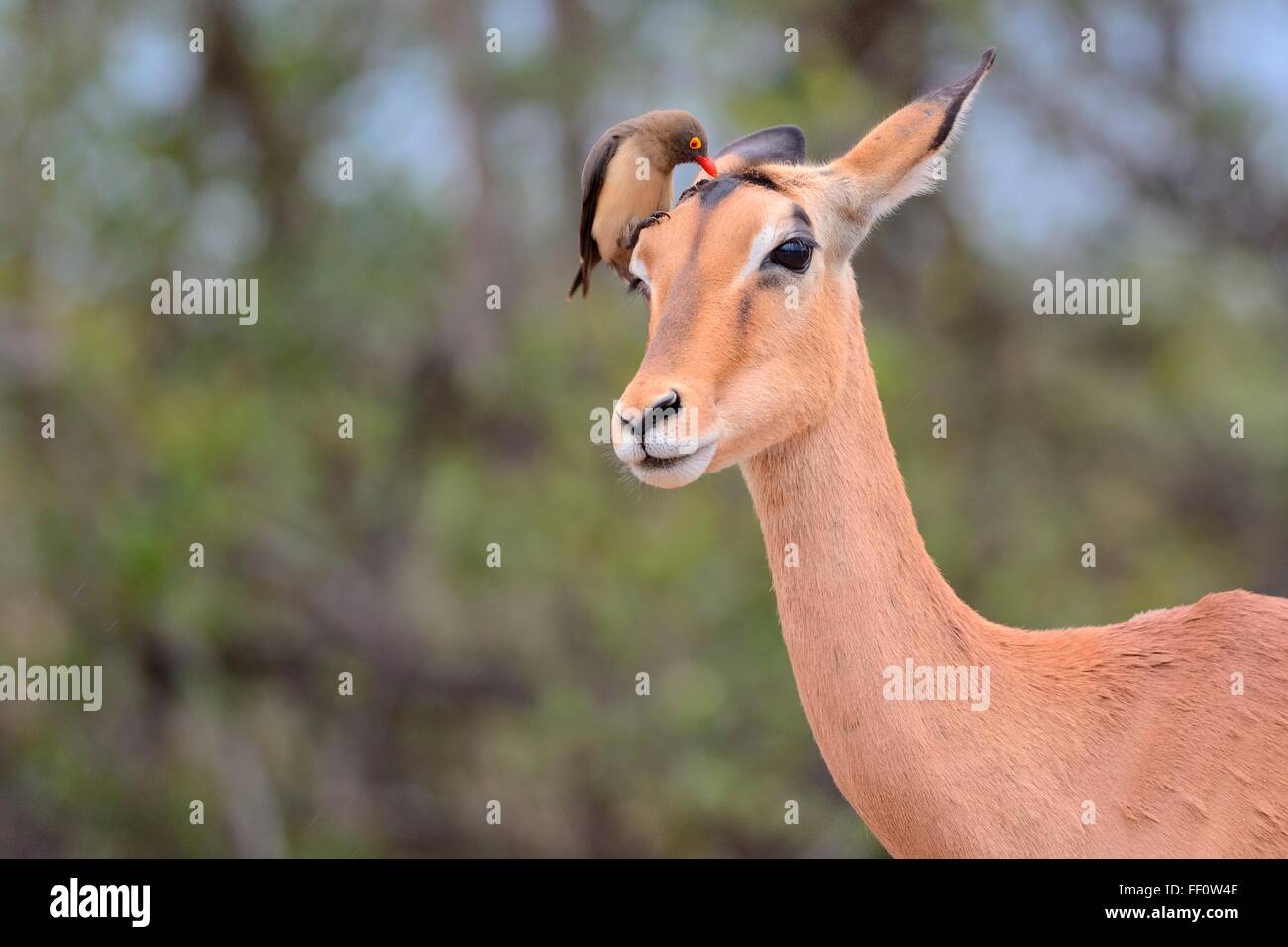 Oxpecker head hi-res stock photography and images - Alamy