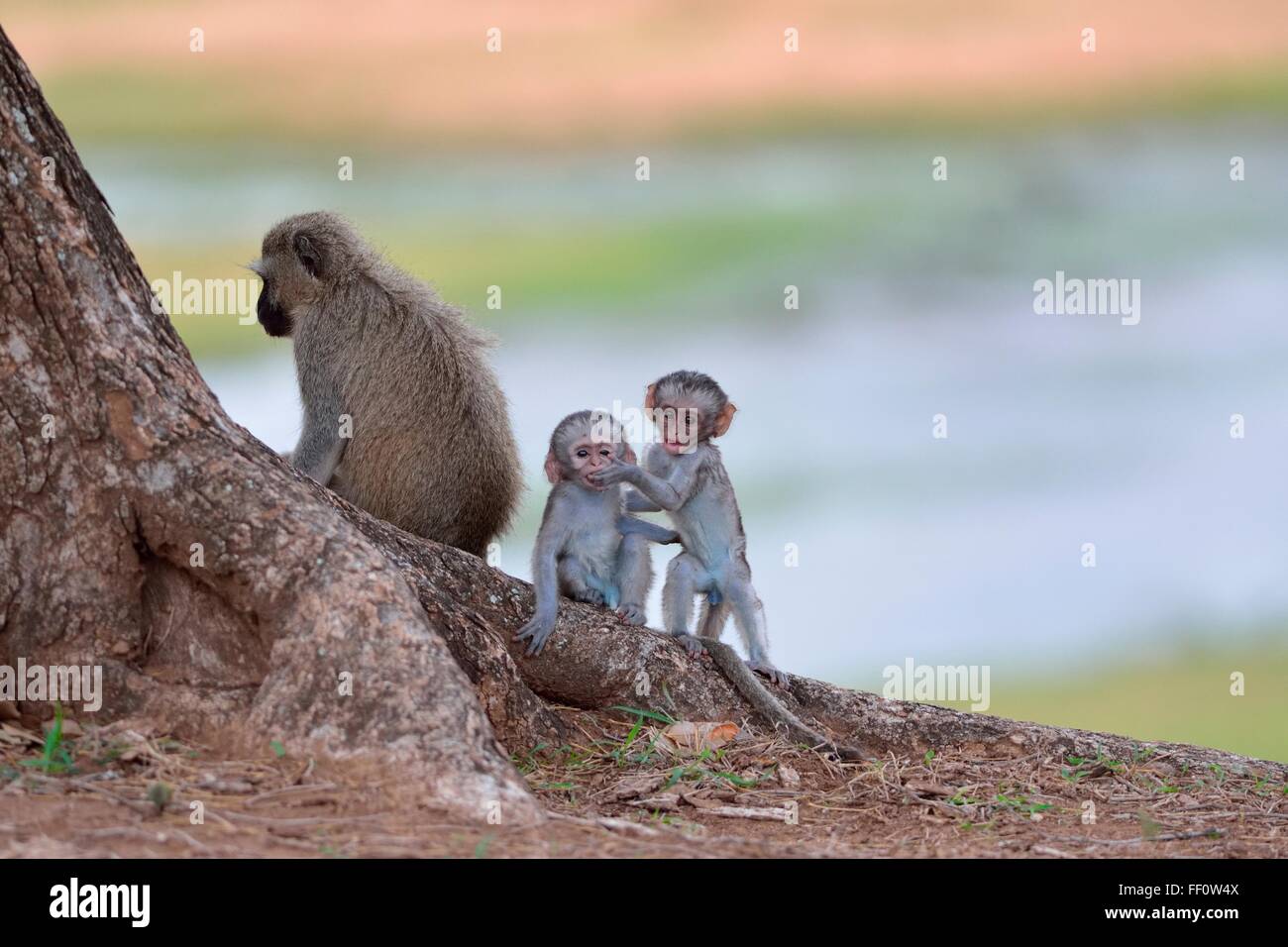 Two baby monkeys fighting hi-res stock photography and images - Alamy
