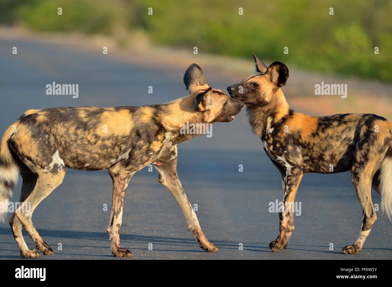 Two african wild dogs hunting hi-res stock photography and images - Alamy
