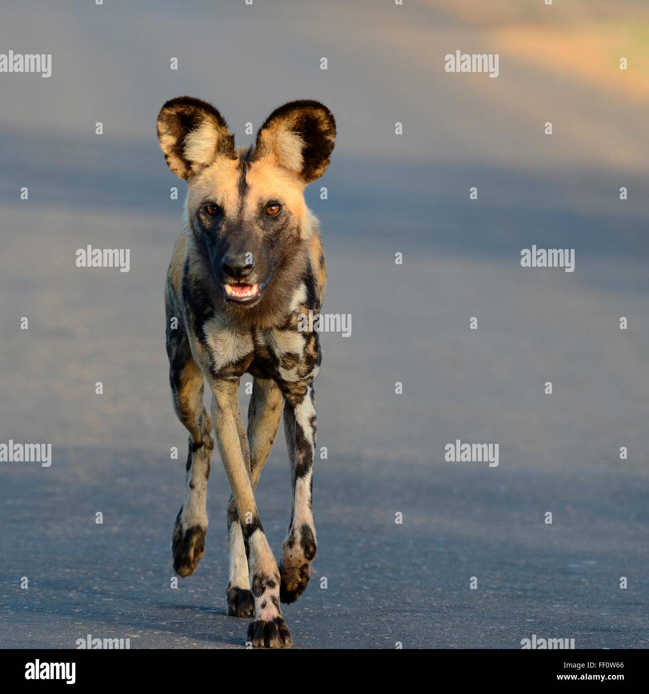 African wild dog (Lycaon pictus), running on a road, early morning ...