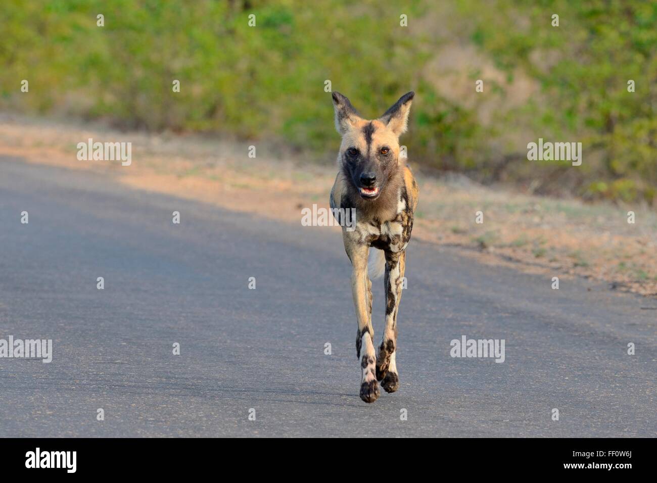 African wild dog (Lycaon pictus), running on a road, early morning ...