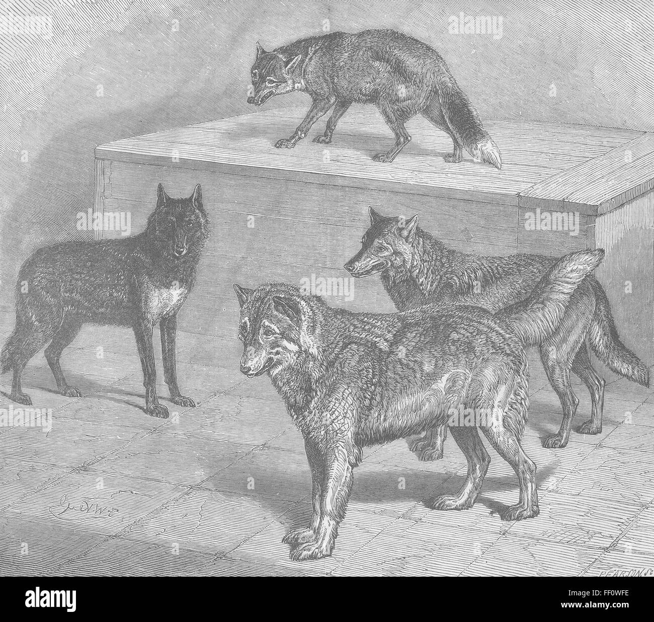 WOLVES Black Wolf (Tibet) ; Antarctic; Arctic; Russian 1873. The ...
