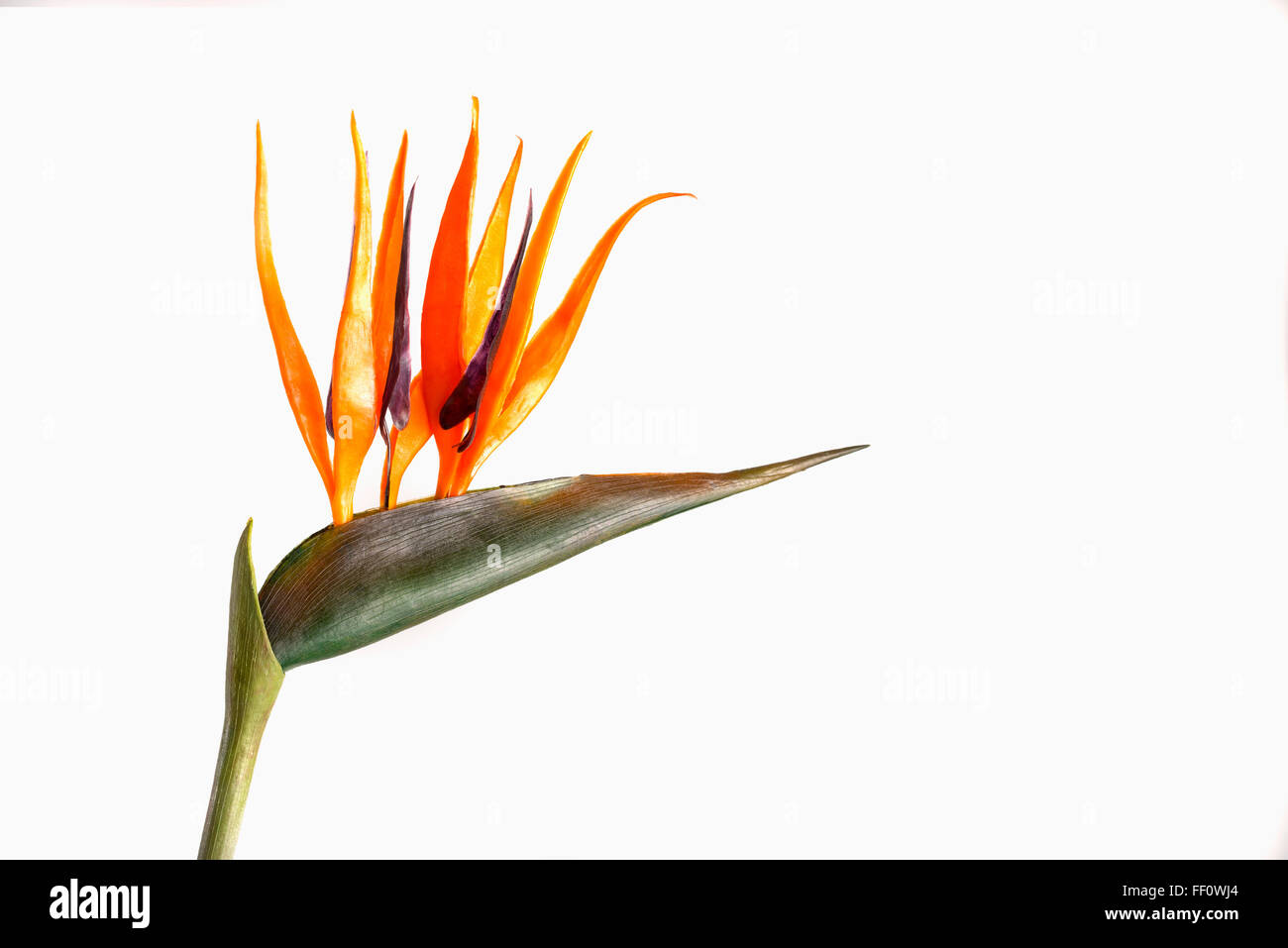 Blooming flower hi-res stock photography and images - Alamy