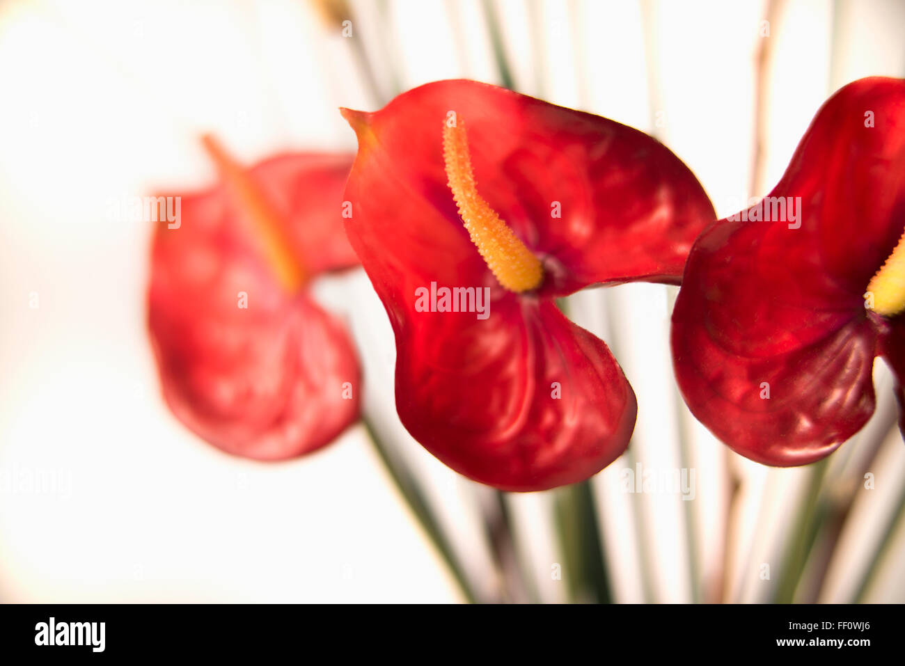 Flower blossoming hi-res stock photography and images - Alamy