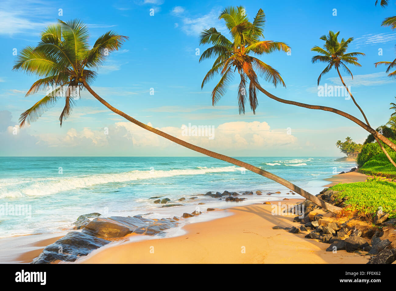 Palm trees over the sea. Sri Lanka Stock Photo - Alamy