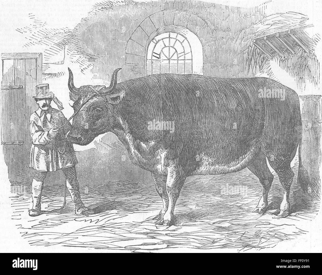 Fat ox Black and White Stock Photos & Images - Alamy