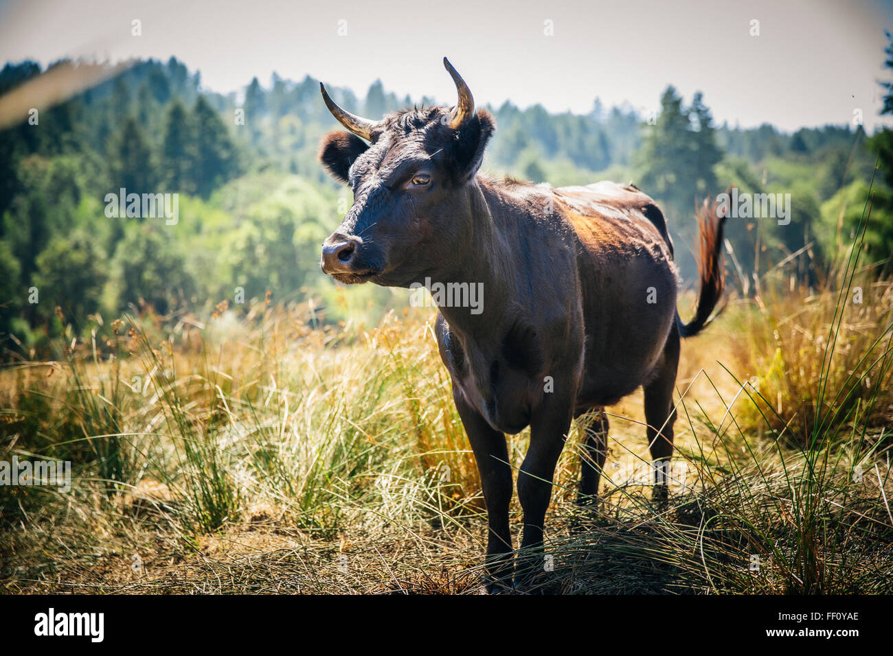 Bull walking in rural field Stock Photo - Alamy