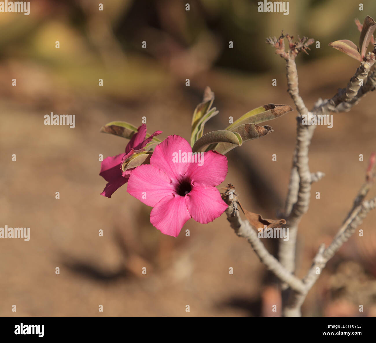 Swaziland flower hi-res stock photography and images - Alamy
