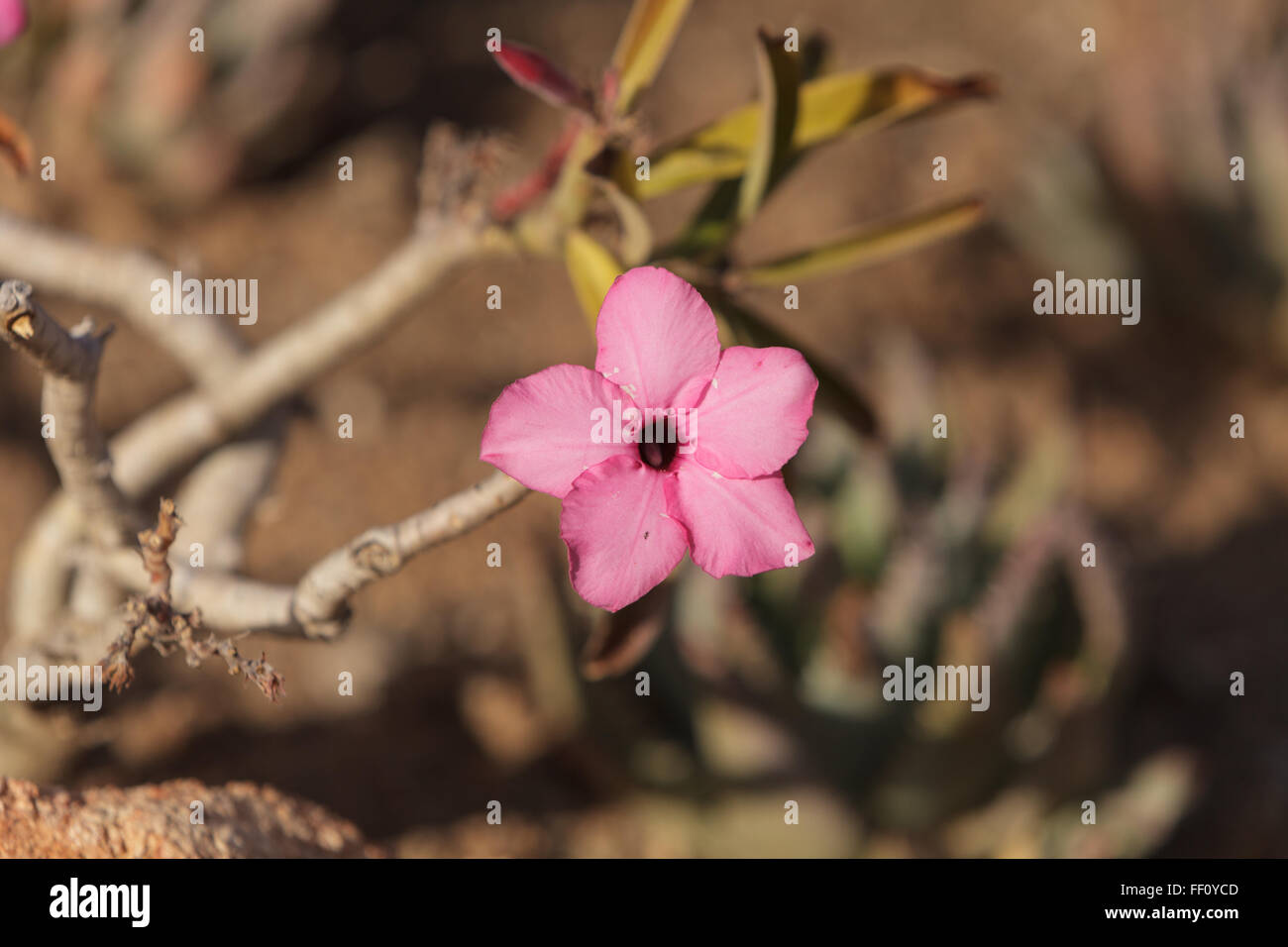 Swaziland flower hi-res stock photography and images - Alamy